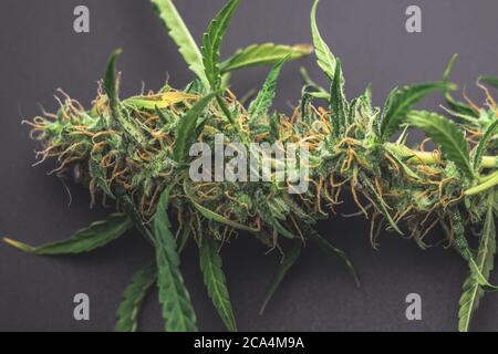 Close up macro of top bud of cannabis plant ready to harvest. On yellow ...
