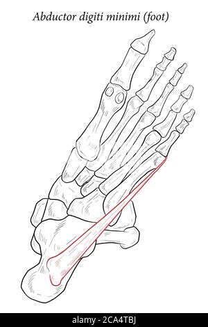 Abductor digiti minimi muscle of foot Stock Vector Image & Art - Alamy
