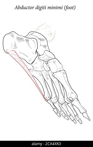 Abductor digiti minimi muscle of foot Stock Vector Image & Art - Alamy