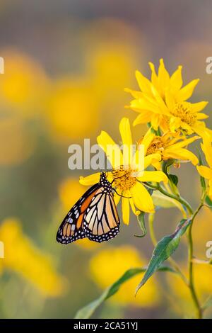 Monarch Butterfly in Illinois Stock Photo - Alamy