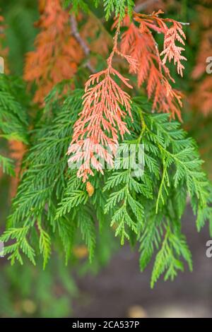 conifer red fir close up view of structure Stock Photo - Alamy