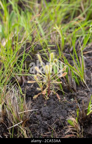 Drosera curvipes close to the the Mkhondvo River, Mahamba, Shiselweni ...
