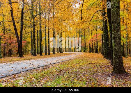 Road in Saline County State Fish & Wildlife Area, Saline County ...