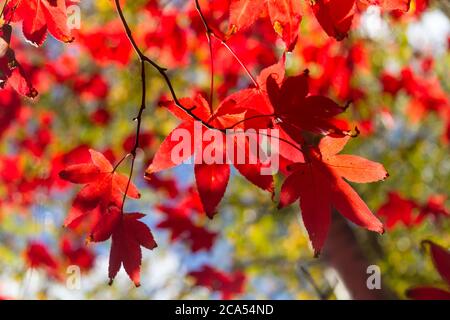 Colourful maple leave sin autumn Stock Photo - Alamy