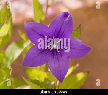 Platycodon grandiflorus astra blue, balloon flower with buds and green ...