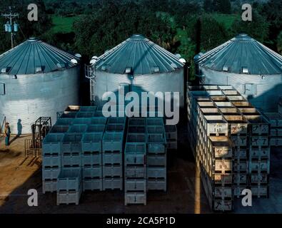 United States, Florida, Lee, Fort Myers, Felda, agricultural pickers on ...