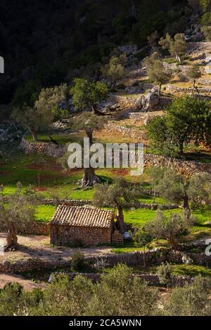 Olive trees on cultivation terraces. Tramuntana mountains. Sóller area ...
