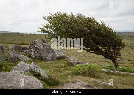 Wind blown hawthorn tree in Cumbria, England Stock Photo - Alamy