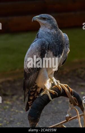 Black-chested buzzard-eagle standing on an electrical pole Stock Photo ...