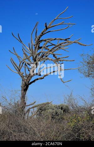 Octopus Tree Didierea madagascariensis in the Dry Spiny Forest of ...