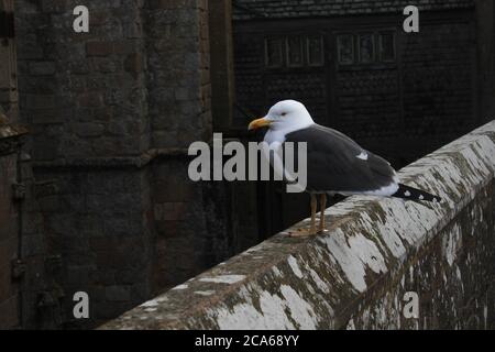 Seagull on the Mont-Saint-Michel Stock Photo - Alamy