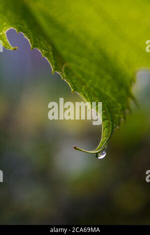 Macro view of dew drop on leaf Stock Photo - Alamy