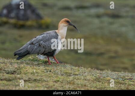 The Andean ibis (Theristicus) an unusual bird from high in the Andes ...