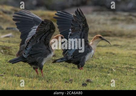 The Andean ibis (Theristicus) an unusual bird from high in the Andes ...