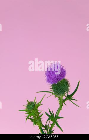 Common thistle or spear thistle on a pink background, scientific name ...