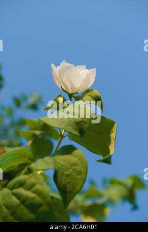 Close-up of pure white Philadelphus blooms with yellow stamens set ...