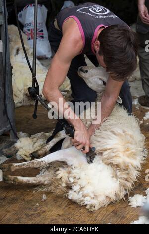 Sheep Shearers Stock Photo - Alamy