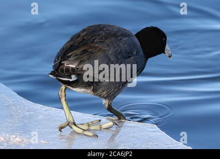 American Coot Feet Closeup Stock Photo - Alamy