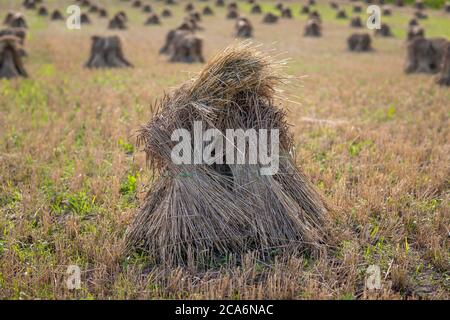 Amish wheat shocks, New York State, USA Stock Photo - Alamy