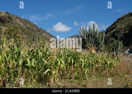 Near this typical farmer's maize field is the Guilá Naquitz cave where ...