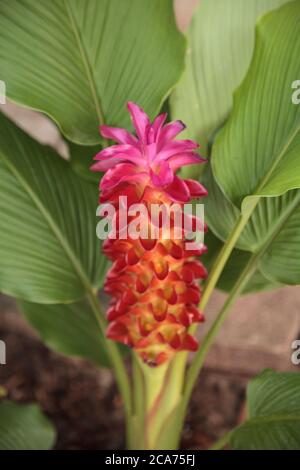 Pride of Burma flower Stock Photo - Alamy