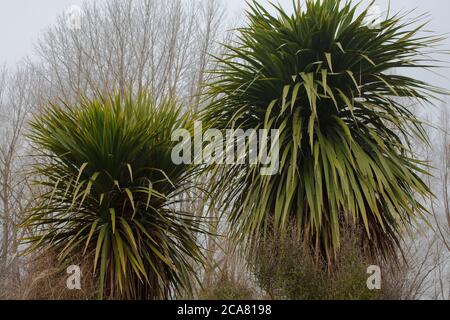 The endemic New Zealand Cabbage Tree, or Cabbage Palm, Cordyline ...