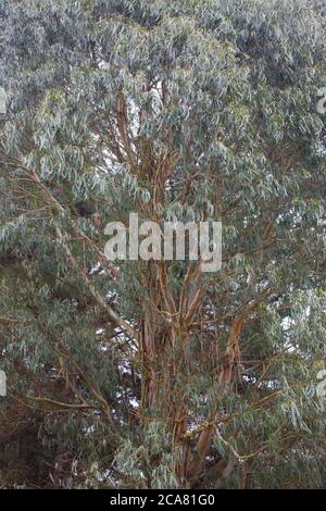 New Zealand Countryside: Eucalyptus Trees (Blue Gum). (Myrtaceae ...