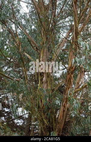 New Zealand Countryside: Eucalyptus Trees (Blue Gum). (Myrtaceae ...