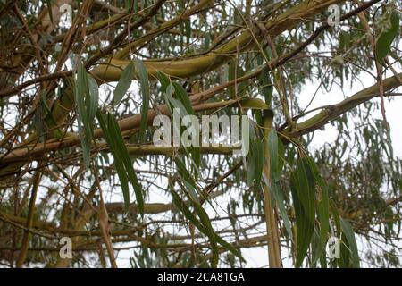 New Zealand Countryside: Eucalyptus Trees (Blue Gum). (Myrtaceae ...