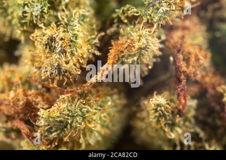 King Sherb Medical Marijuana Stock Photo - Alamy