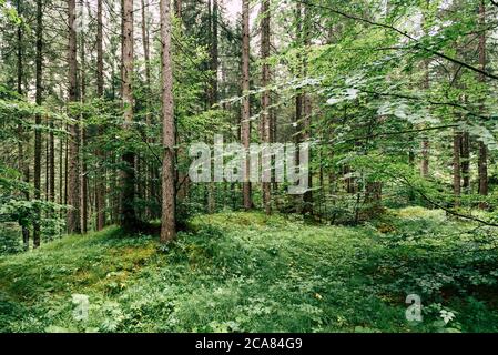 Inside a magic alpine forest in Italy Stock Photo - Alamy