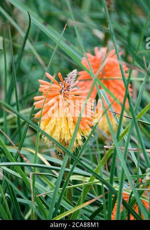 Kniphofia triangularis subsp. triangularis 'Light of the World'. Dwarf ...