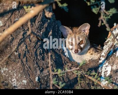 Rusty-spotted genet (Genetta maculata), Large-spotted Genets, Large ...