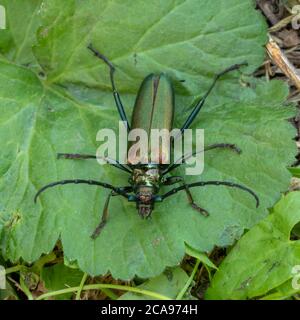 Green musk-buck beetle sits on a large green leaf background Stock ...