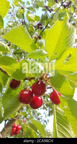 Fresh cherry harvest in countryside garden with wooden table and green ...