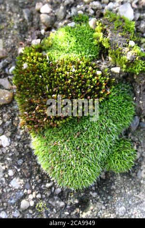 A clump of green moss close-up Stock Photo - Alamy
