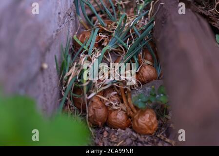 White rot on garlic bulb, caused by soil-borne fungus (Sclerotium ...