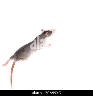 rat close-up isolated on white background, rat on new year and ...