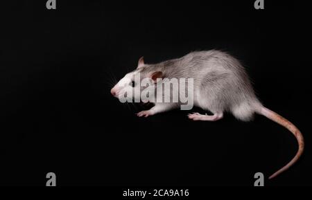 Gray rat isolated on dark black background. Rodent pet. Domesticated ...