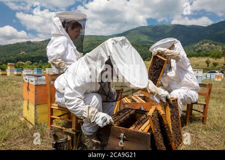 Florina, Greece - July 10, 2020: Beekeepers working to collect honey in ...