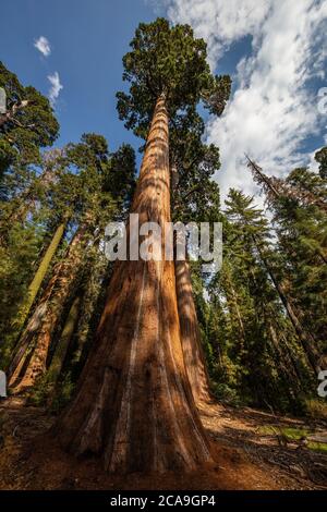 General Grant Grove, Kings Canyon National Park Stock Photo - Alamy