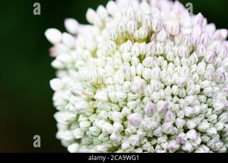 The flower head of a Leek Lyon 2 - Prizetaker Stock Photo - Alamy