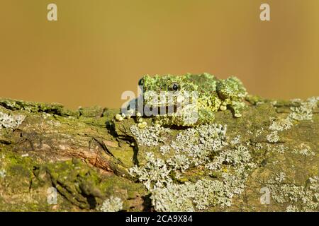 Theloderma corticale (common names: mossy frog, Vietnamese mossy frog ...
