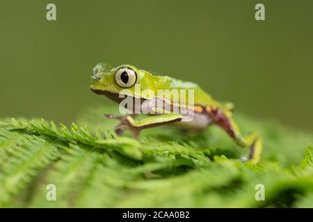 white-lined leaf frog (Phyllomedusa vaillantii) from the Amazon ...