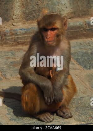 Young, baby monkey crouching in the grass Stock Photo - Alamy