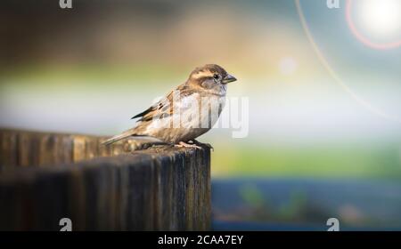 One sparrow sitting on wood plank in summer park Stock Photo - Alamy