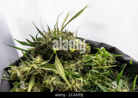 the cultivation of reclaimed marijuana worldwide. Cannabis smoking ...