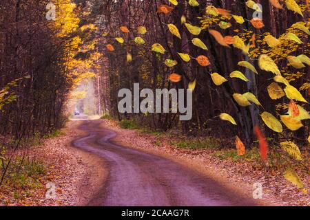 Autumn mix leaves falling down. Autumn leafs in move Stock Photo - Alamy