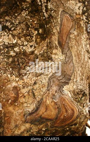 Old tree trunk with knotholes Stock Photo - Alamy