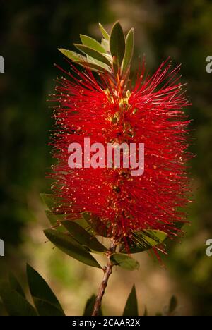 A closeup shot of red bottlebrush flowers in a dark background Stock ...